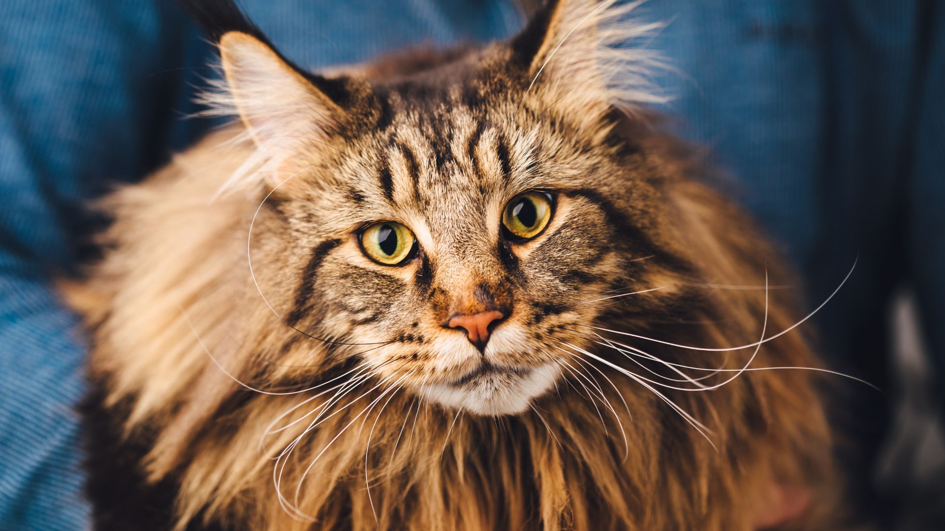 Maine Coon, un imponente tenerone - Pet Academy Maine Coon, un imponente tenerone - Pet Academy