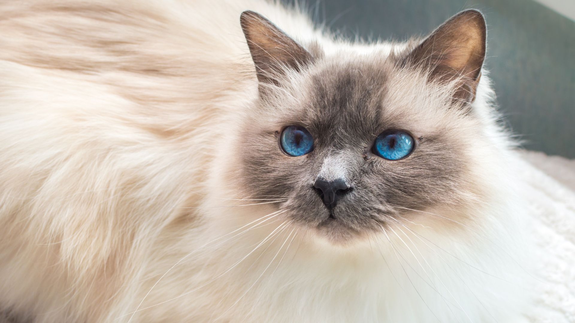 Il gatto sacro di Birmania: tra leggenda e realtà - Pet Academy Il gatto sacro di Birmania: tra leggenda e realtà - Pet Academy